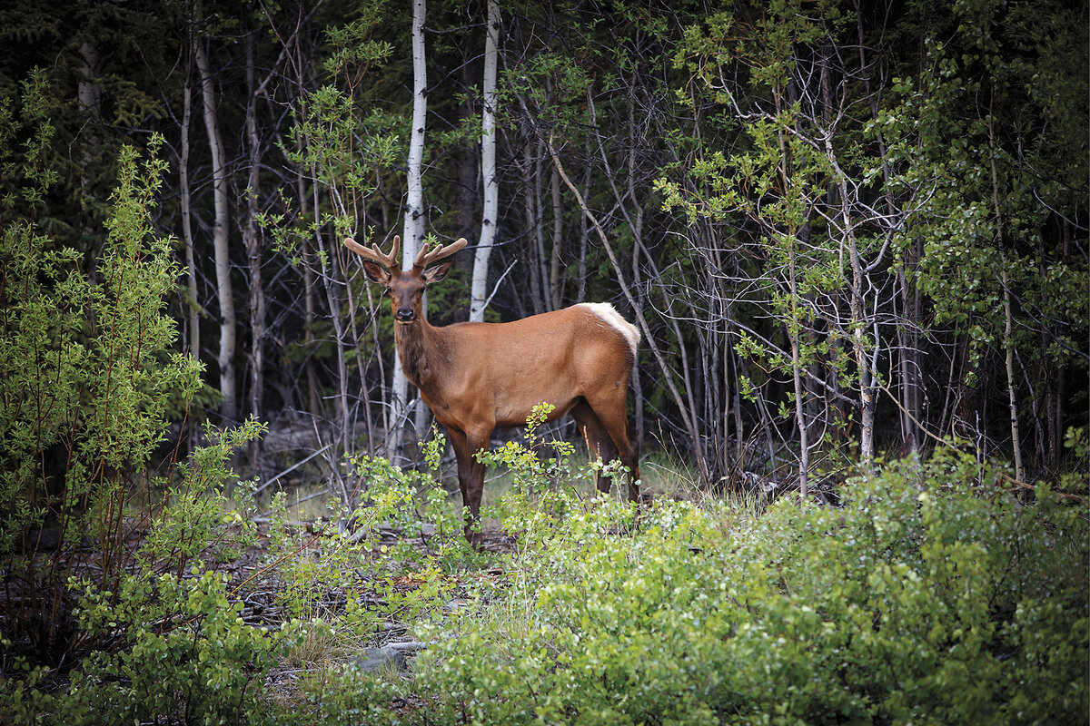 Visiting Canada's mighty and majestic Yukon is a privilege - CSMonitor.com